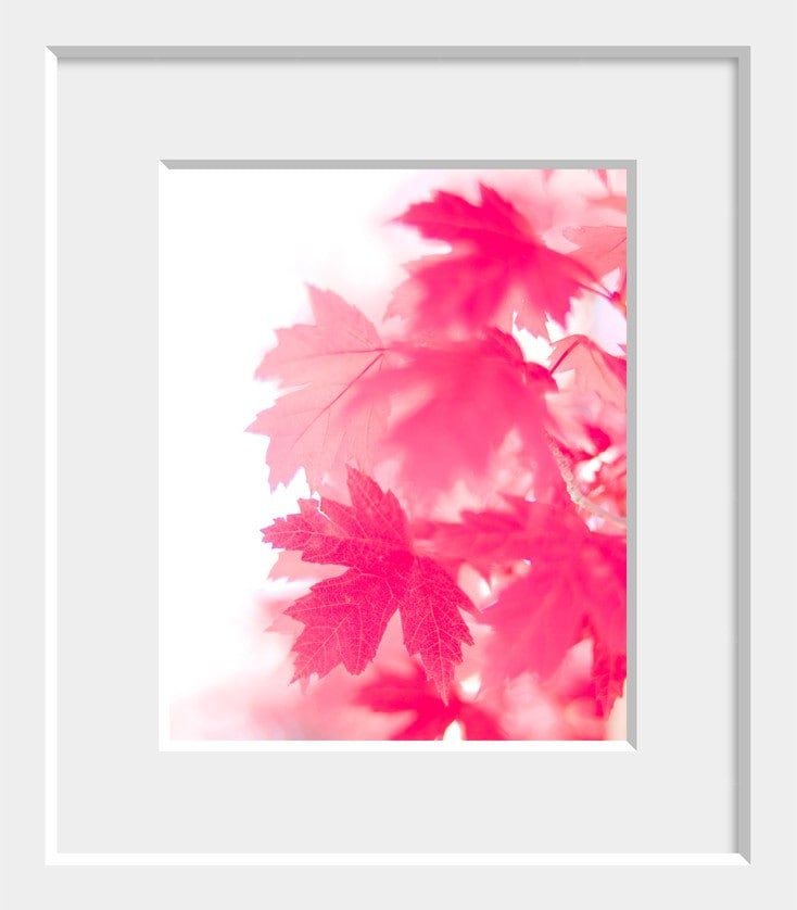 Maple Leaf Photography / Nature Photography, Autumn, Pink, Red ...