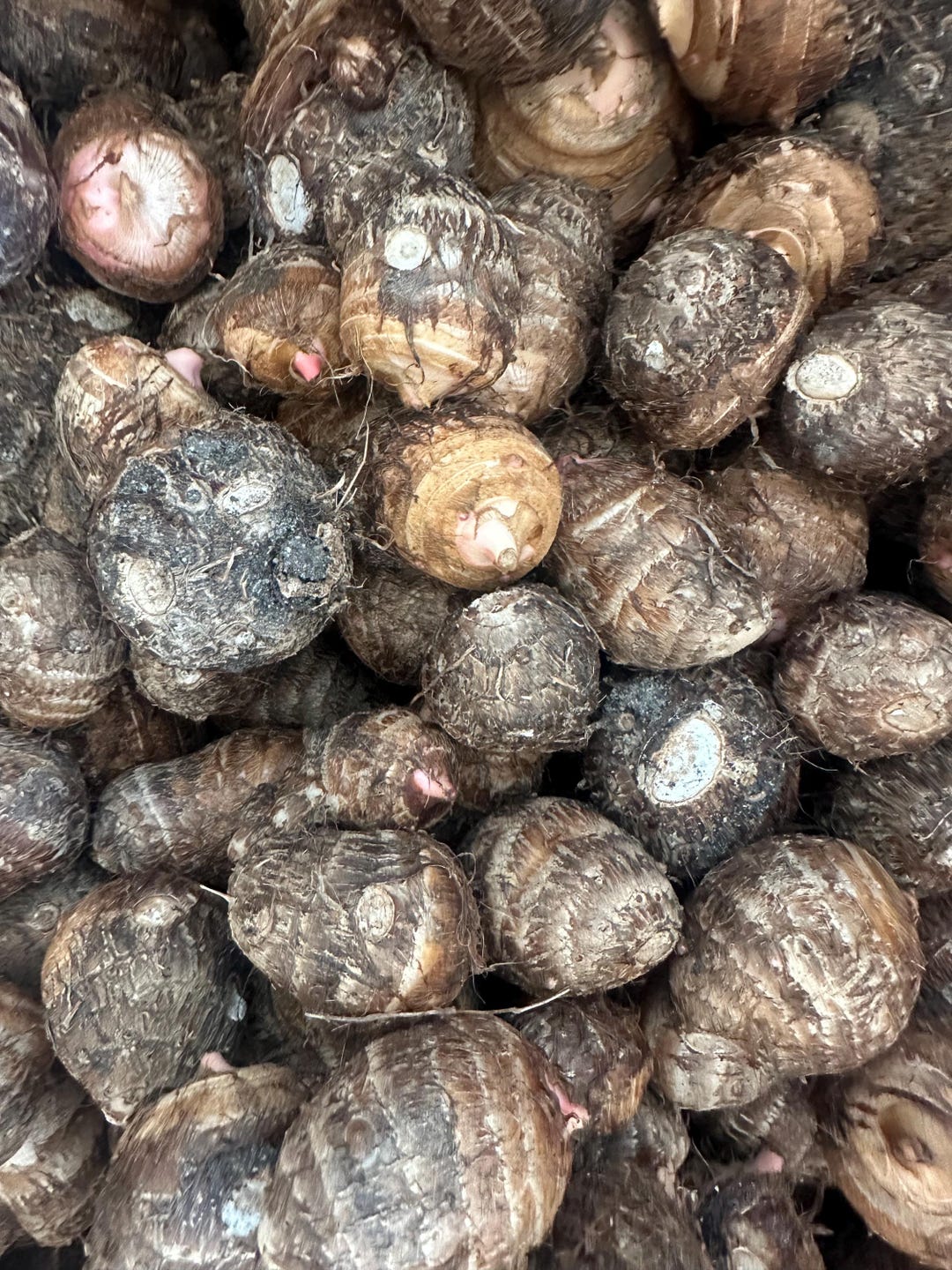 Taro Roots. Ready to Plant - Etsy