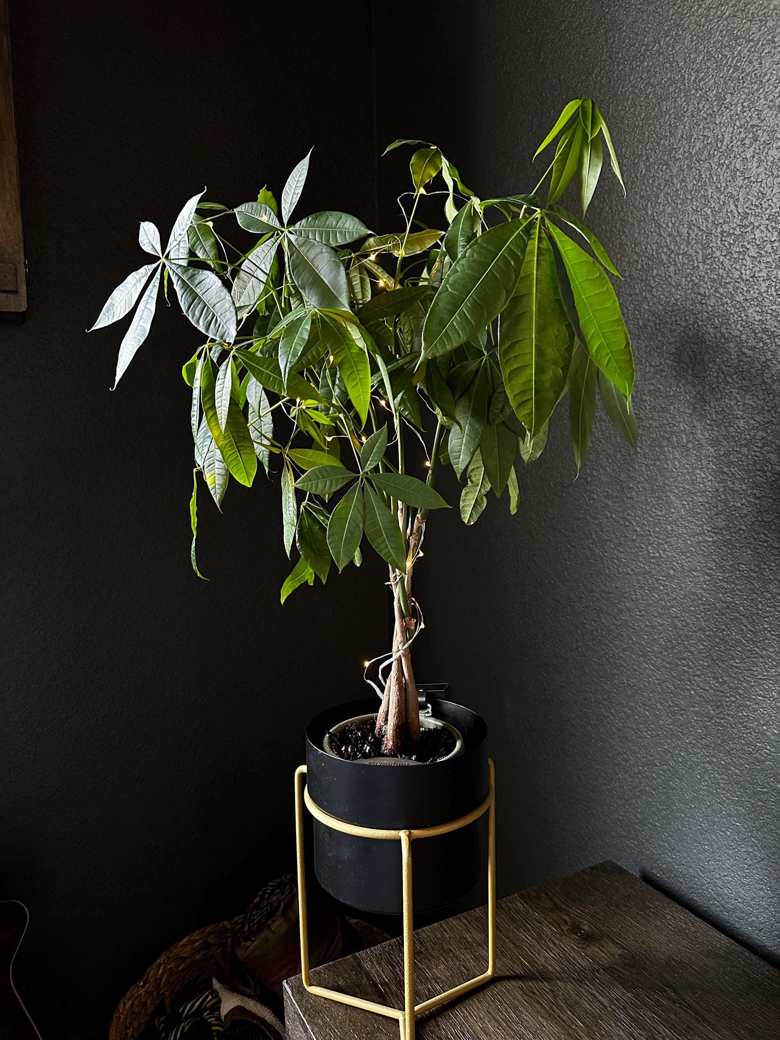 Botanical Battery Buddy: Plant Pot Light Battery Pack Holder - Etsy