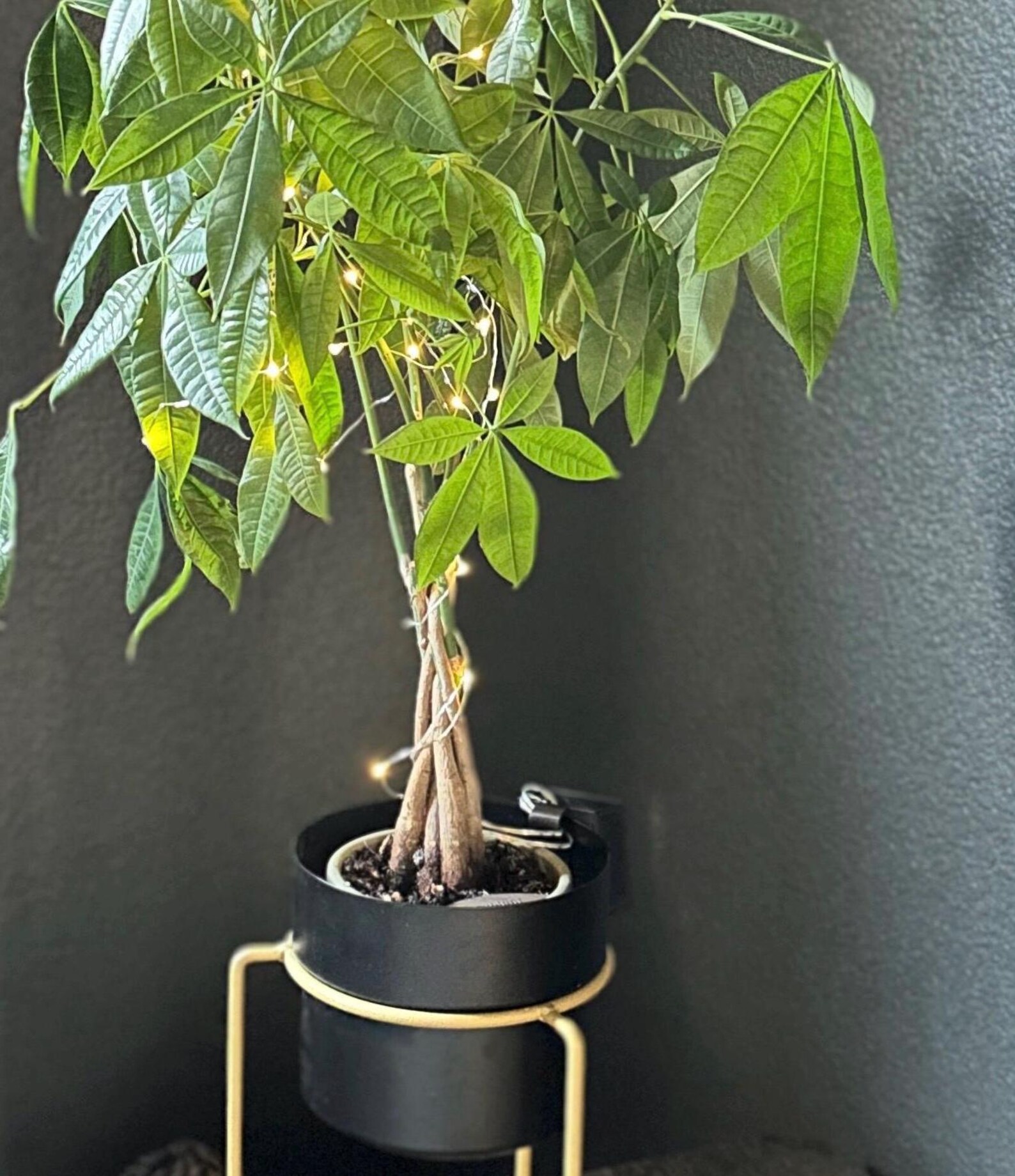Botanical Battery Buddy: Plant Pot Light Battery Pack Holder - Etsy