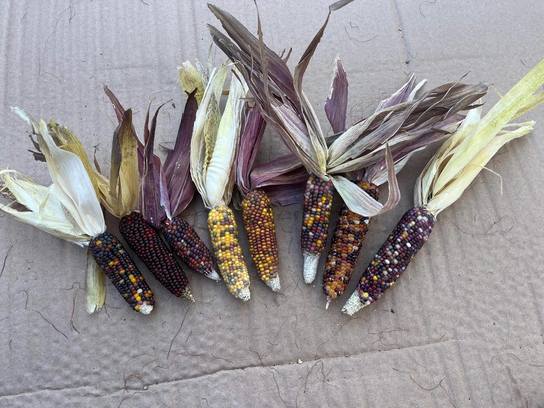 8 Ears Miniature Indian Corn Ornamental Popcorn With Husk Fall Decor ...
