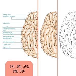 Hand Drawn Human Brain With Labels. Base of the Brain. Eps, Pdf, Svg ...