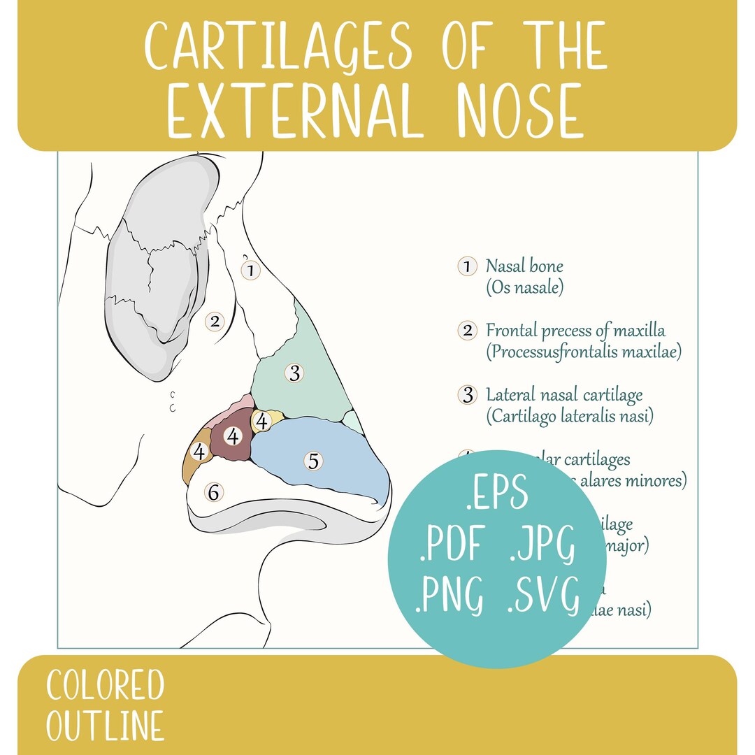 External Nose Cartilages Anatomy Chart, Nasal Cartilage Diagram ...