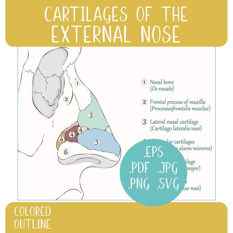 Nose Cartilage Anatomy Chart, Medical Illustration (digital Download ...