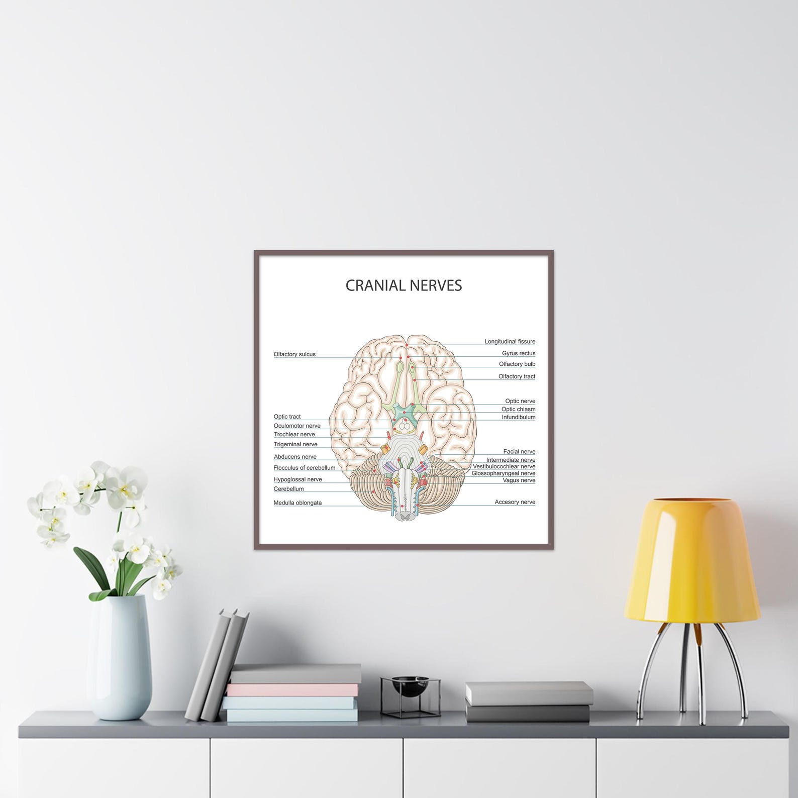 Cranial Nerves Anatomy Diagram, Labeled and Unlabeled Brain Chart ...