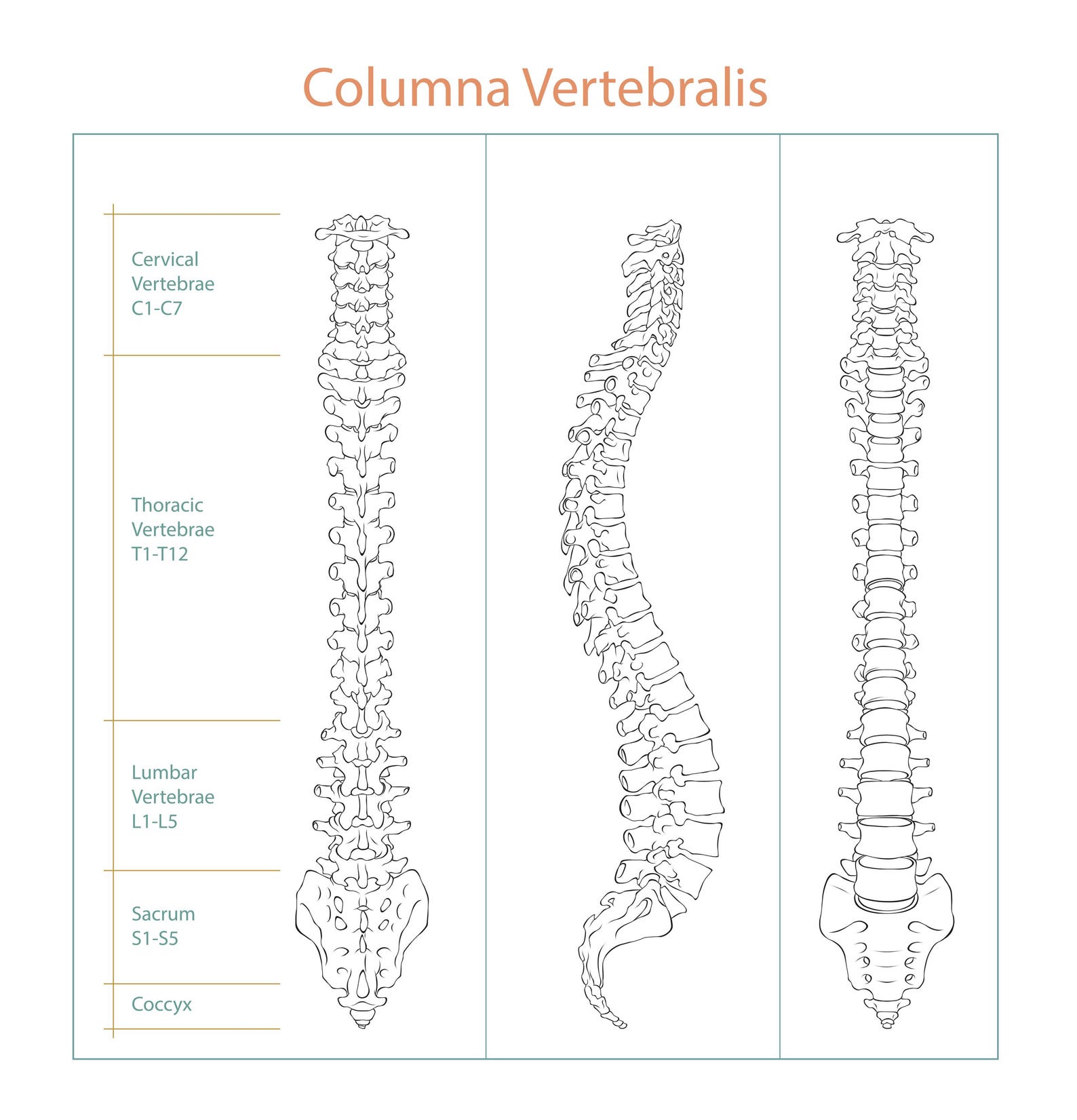 Printable Human Spine Labelled Svg, Png, Eps - Etsy