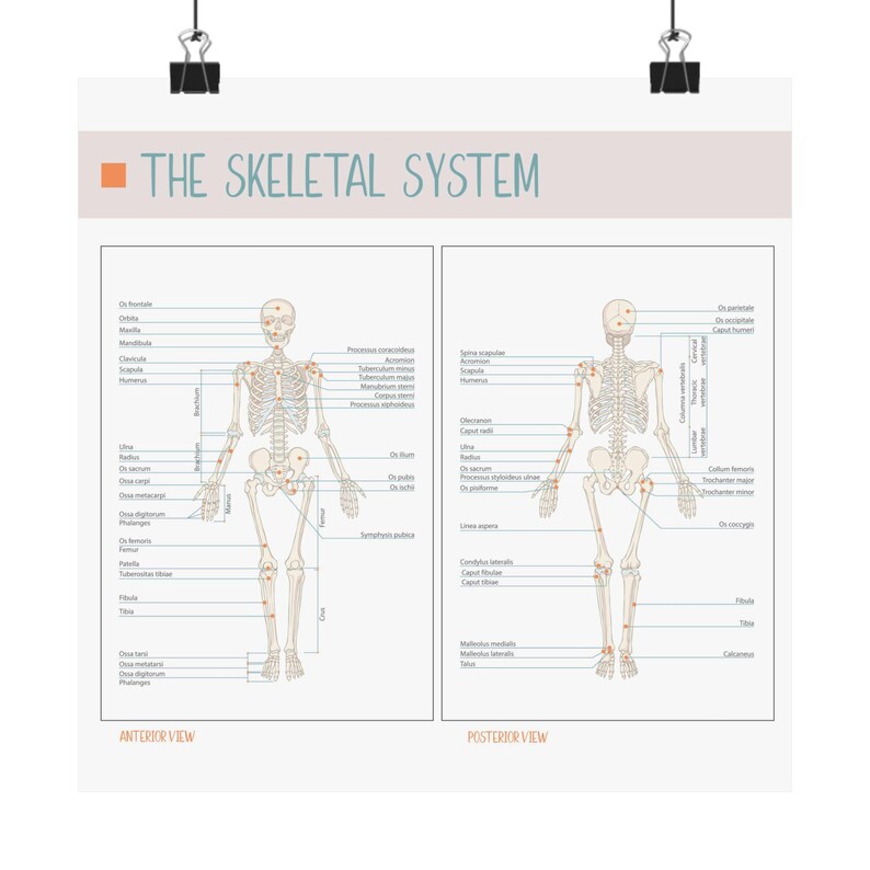 Skeletal System, Labeled Human Skeleton Poster Educational Anatomy Art ...