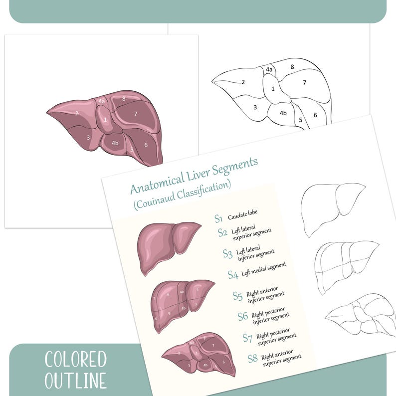 Anatomical Liver Segments Diagram, Couinaud Classification Chart ...