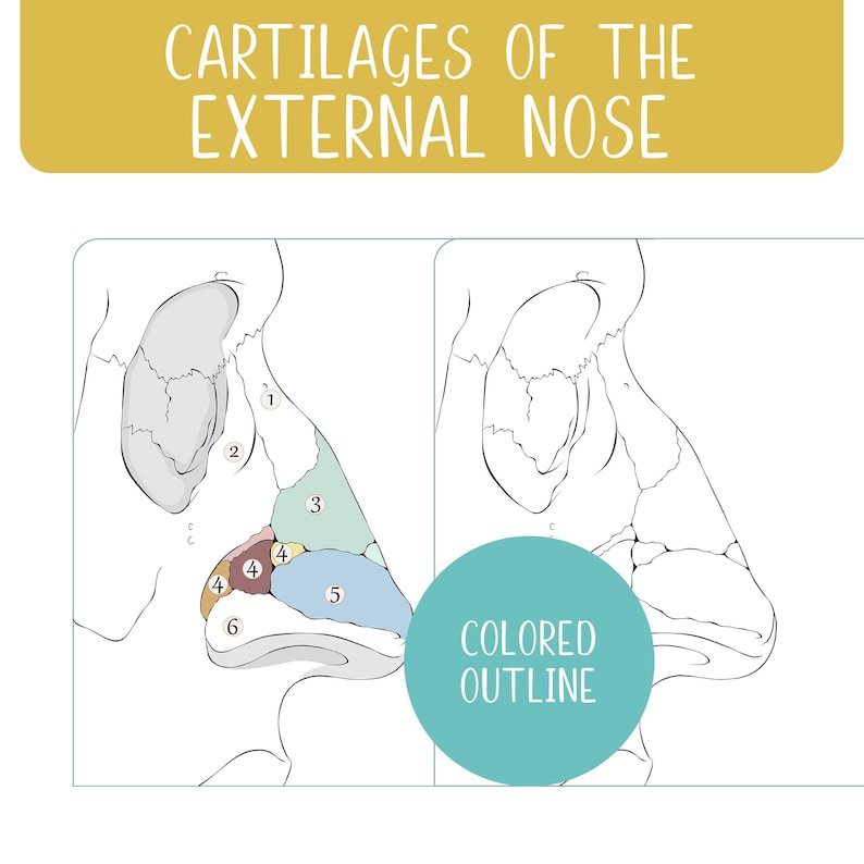 External Nose Cartilages Anatomy Chart, Nasal Cartilage Diagram ...