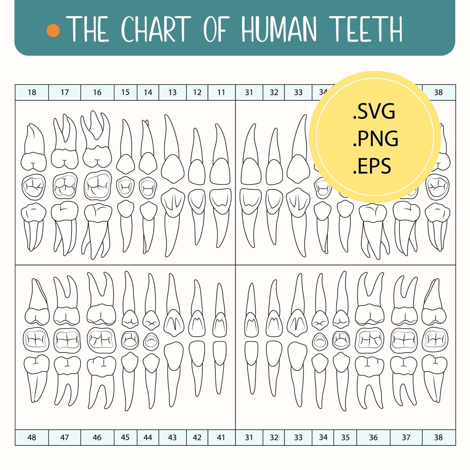Human Teeth Chart, Colored and Outlined (SVG, PNG, EPS) - Etsy