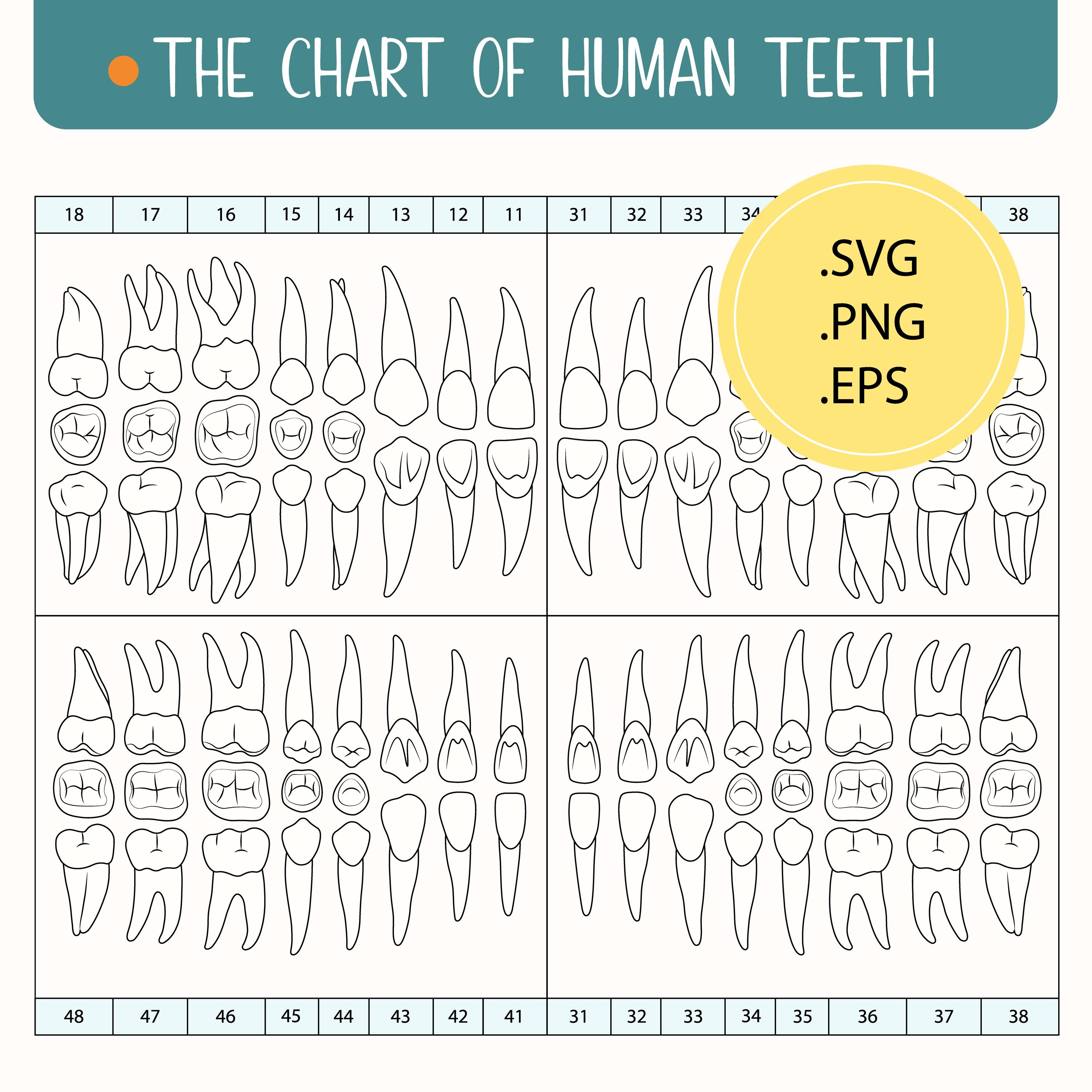 Printable Chart of Human Teeth Colored and Outlined Human Teeth .svg ...