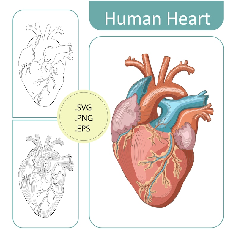 Printable Human Heart Anatomy Svg, Png, Eps Colored Outlined and ...