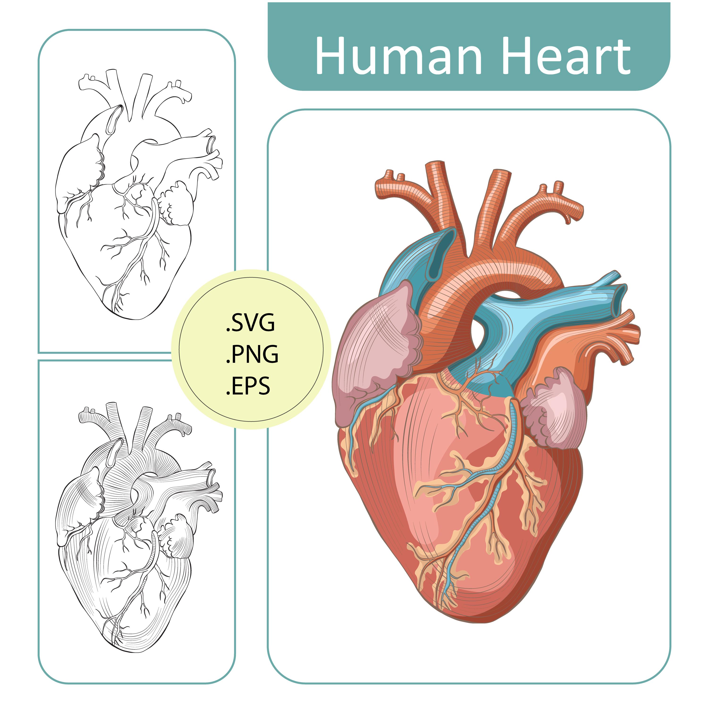 Anatomía del corazón humano imprimible svg, png, eps coloreado ...