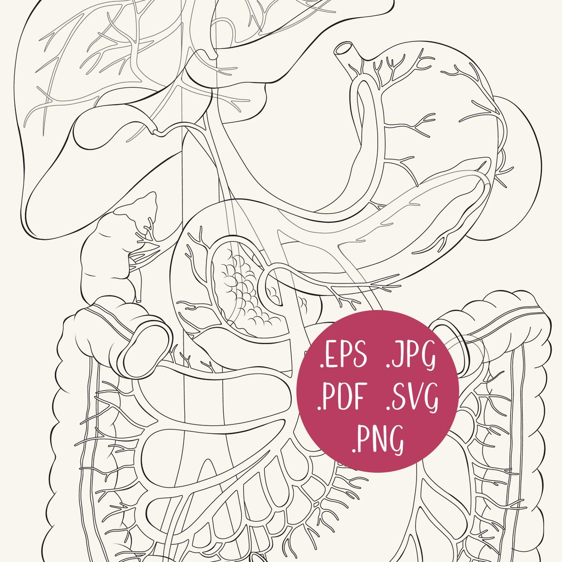 Major Abdominal Veins Anatomy Chart Set – Labeled, Unlabeled With ...