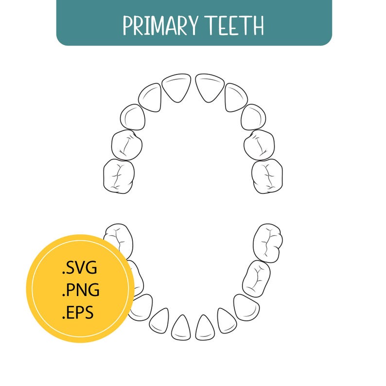 Primary Teeth Chart | Baby Teeth Diagram Outline | US & EU Dental ...
