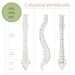 Printable Human Spine Labelled Svg, Png, Eps - Etsy