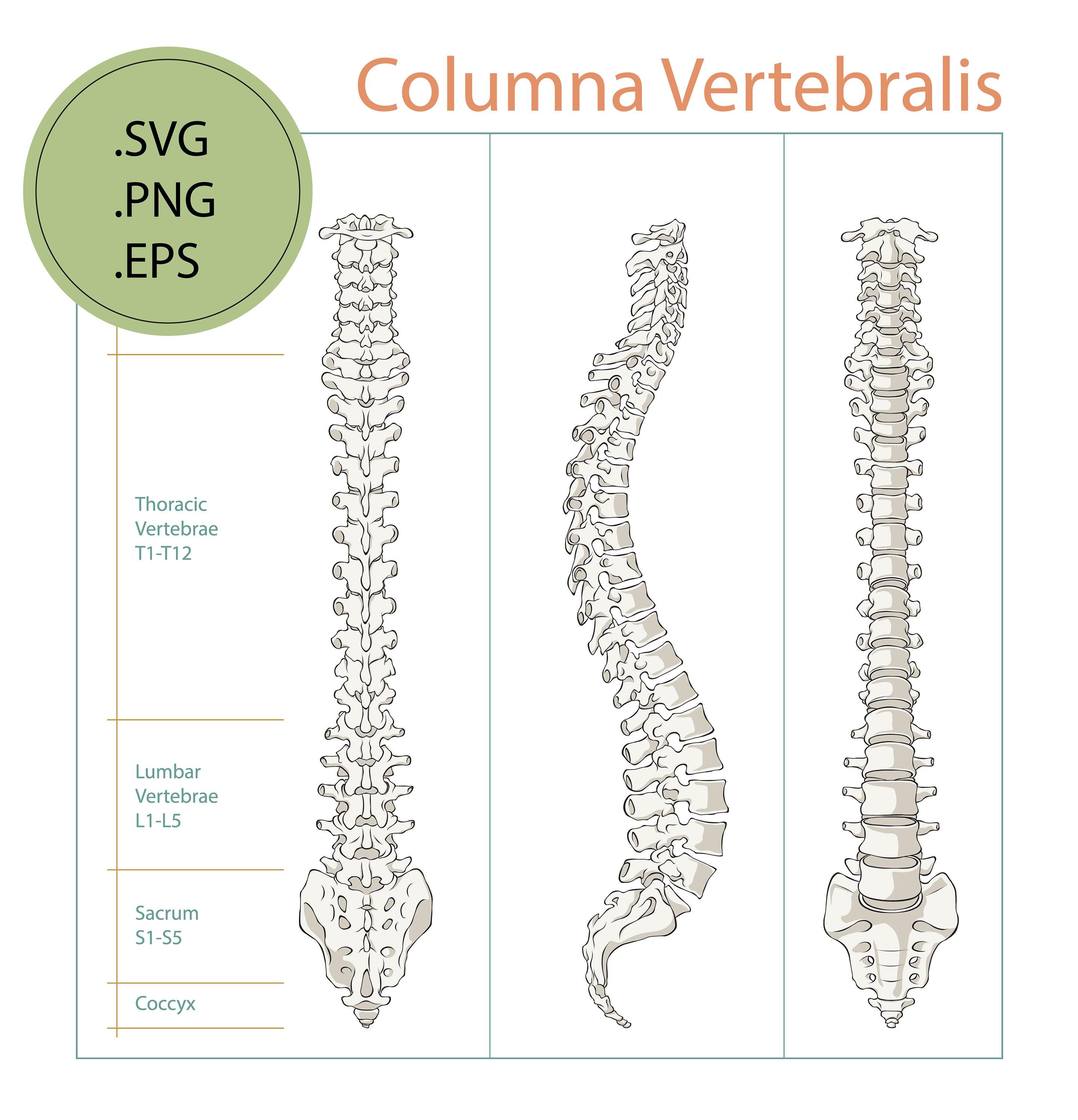 Printable Human Spine Labelled Svg, Png, Eps - Etsy