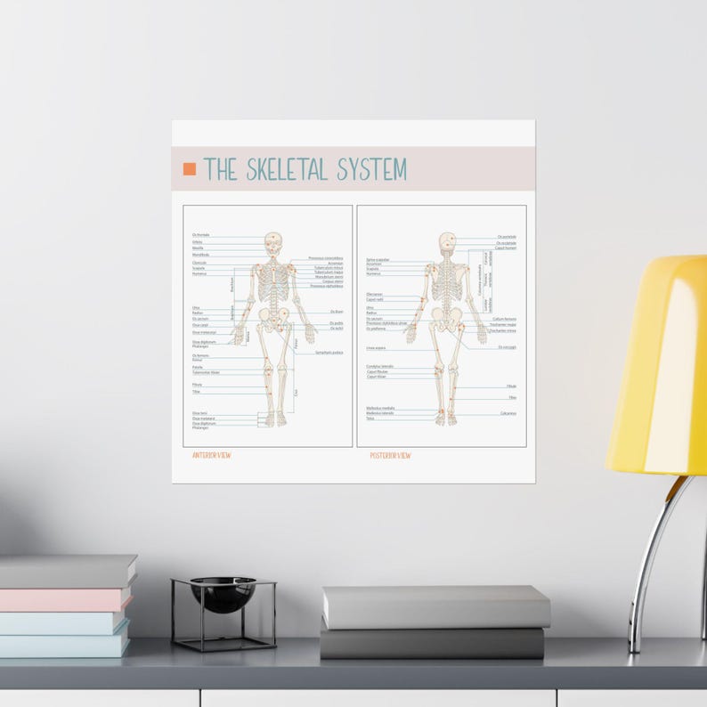 Skeletal System, Labeled Human Skeleton Poster Educational Anatomy Art ...