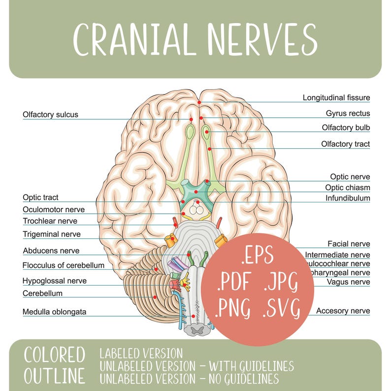 Cranial Nerves Anatomy Diagram, Labeled and Unlabeled Brain Chart ...