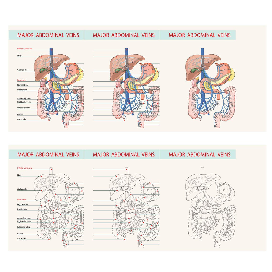 Major Abdominal Veins Anatomy Chart Set – Labeled, Unlabeled With ...