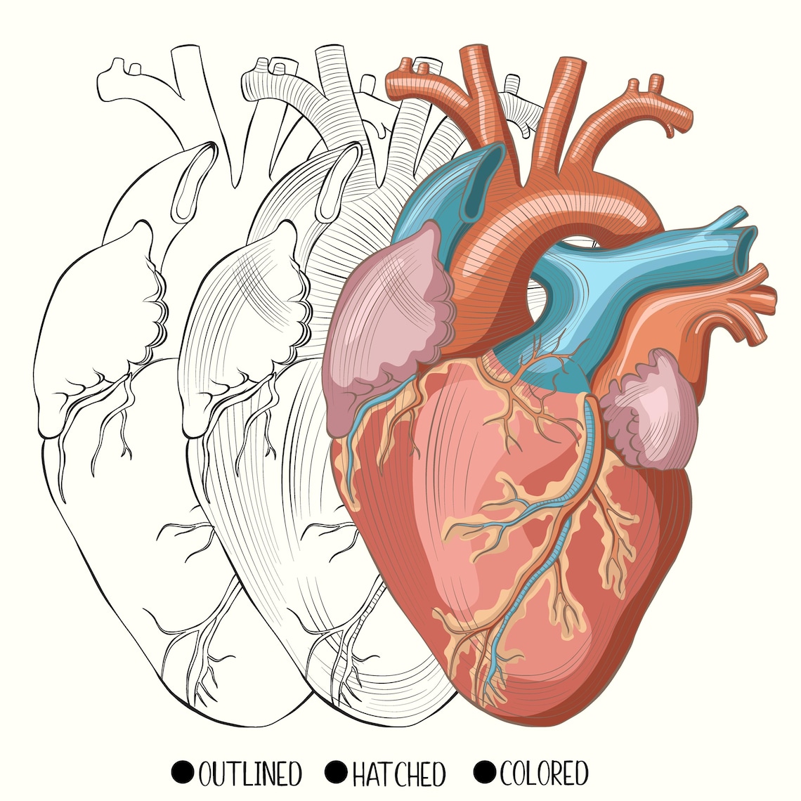 Printable Human Heart Anatomy Svg, Png, Eps Colored Outlined and ...