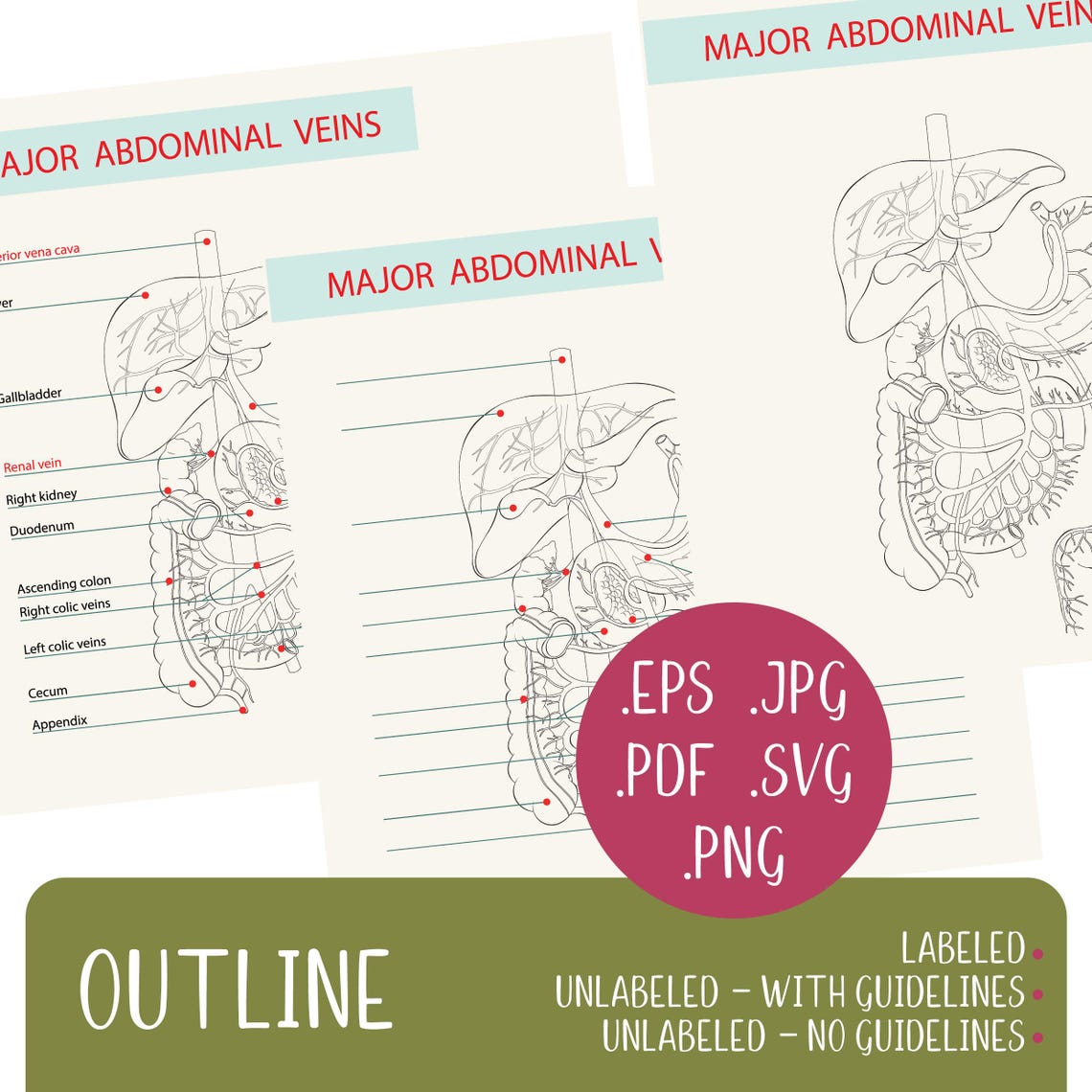 Major Abdominal Veins Anatomy Chart Set – Labeled, Unlabeled With ...