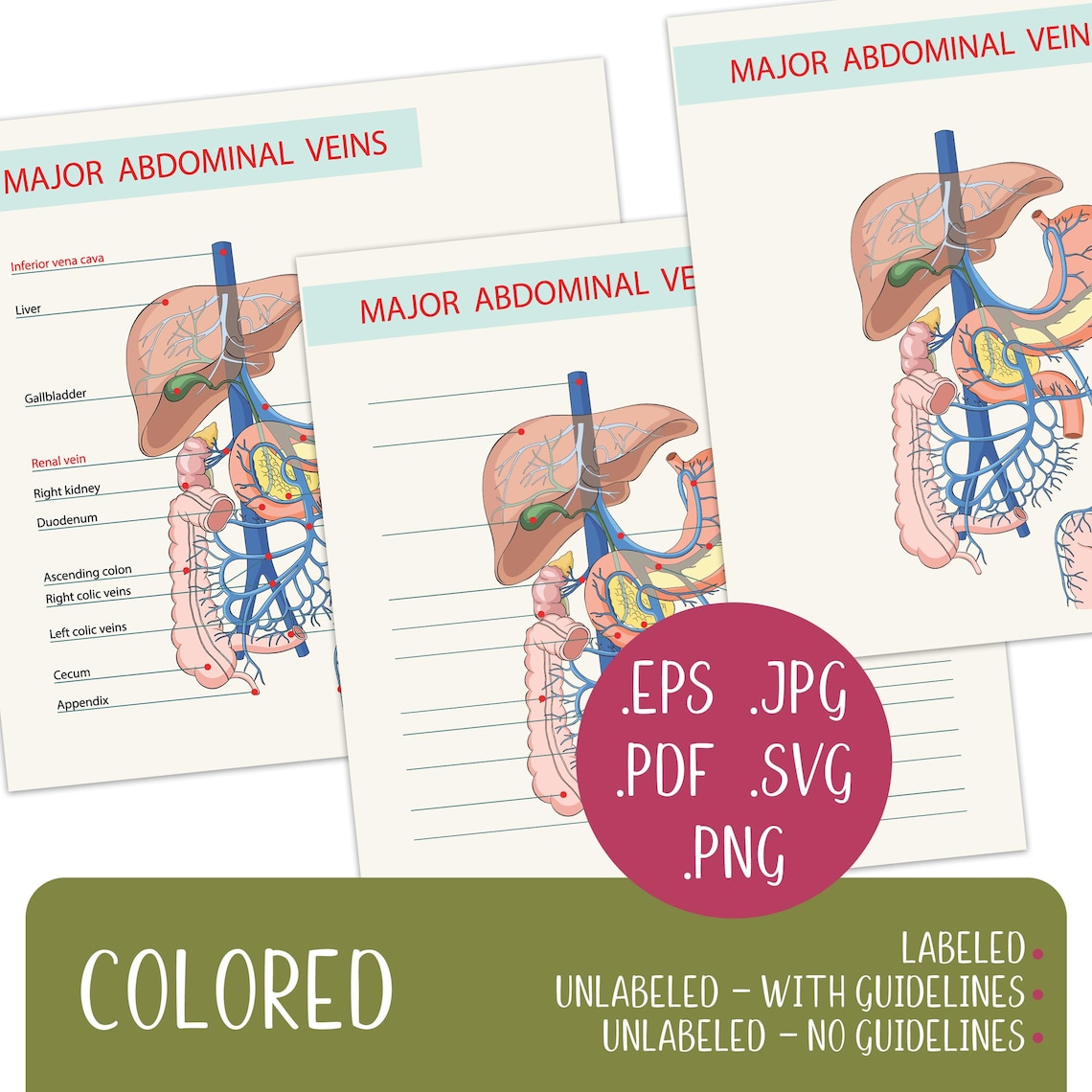 Major Abdominal Veins Anatomy Chart Set – Labeled, Unlabeled With ...