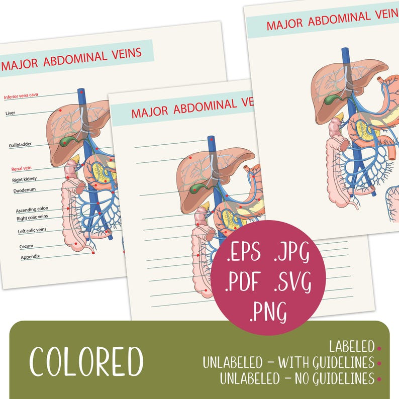 Major Abdominal Veins Anatomy Chart Set – Labeled, Unlabeled With ...