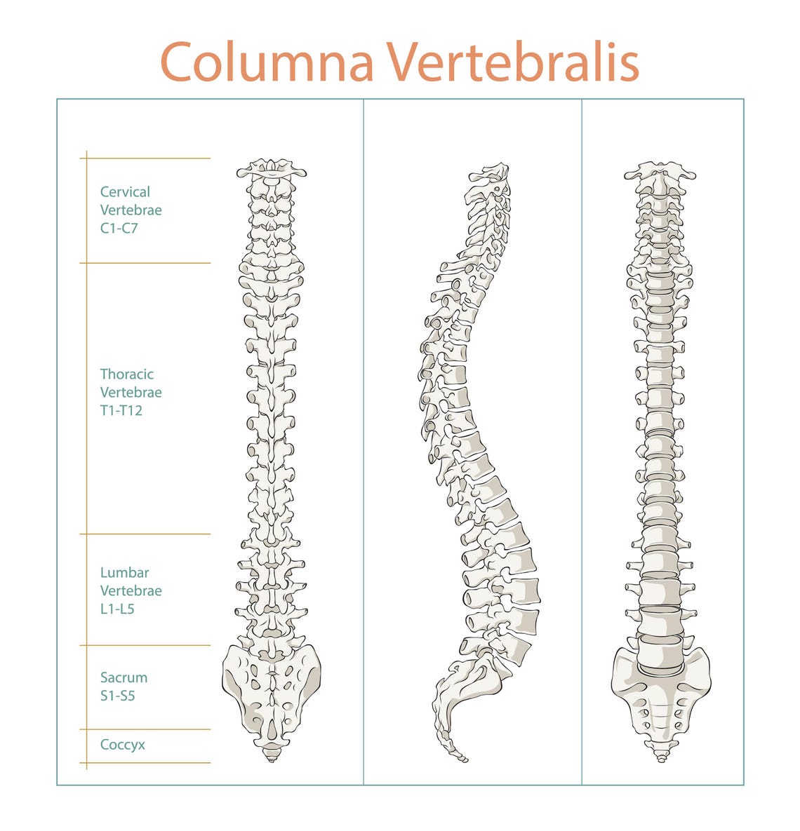 Printable Human Spine Labelled Svg, Png, Eps - Etsy