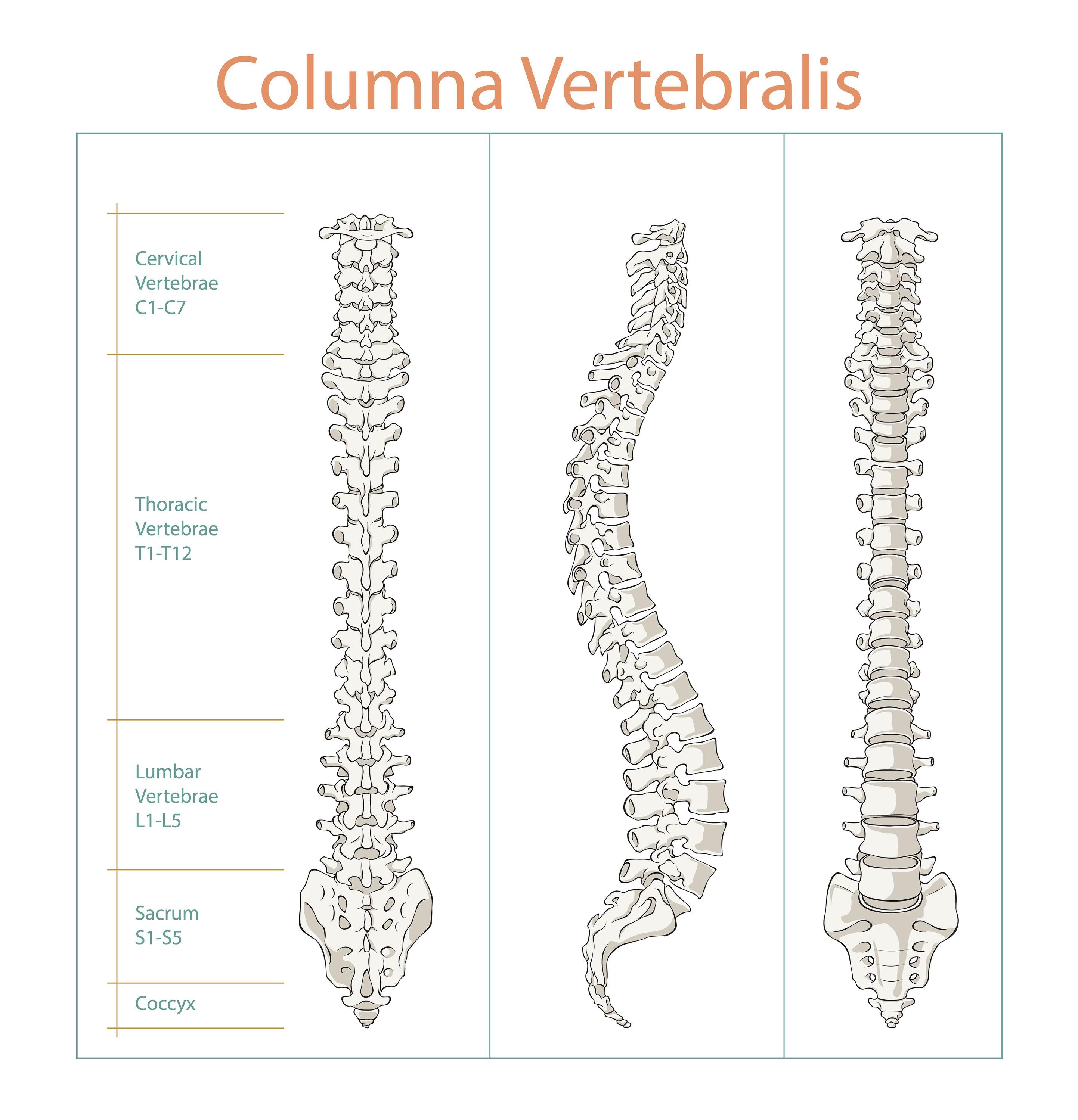 Printable Human Spine Labelled Svg, Png, Eps - Etsy