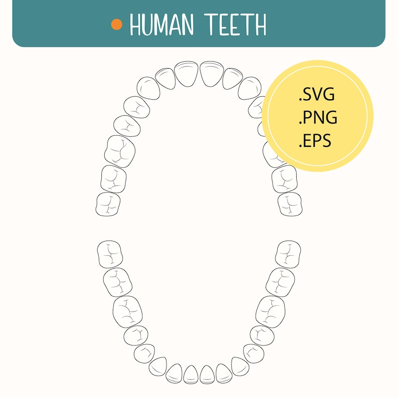 Human Teeth Chart, Colored and Outlined (SVG, PNG, EPS) - Etsy