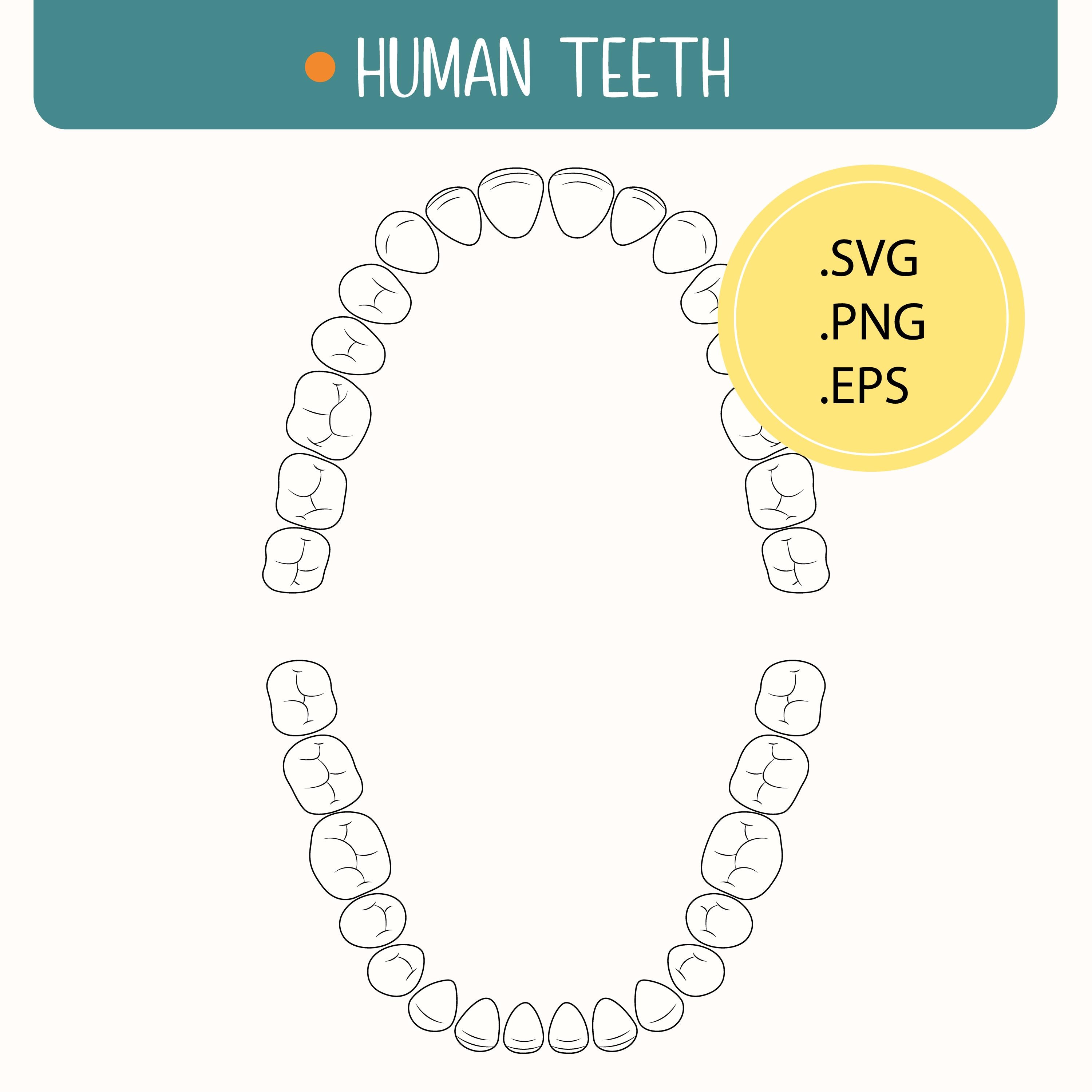 Human Teeth Chart, Colored and Outlined (SVG, PNG, EPS) - Etsy