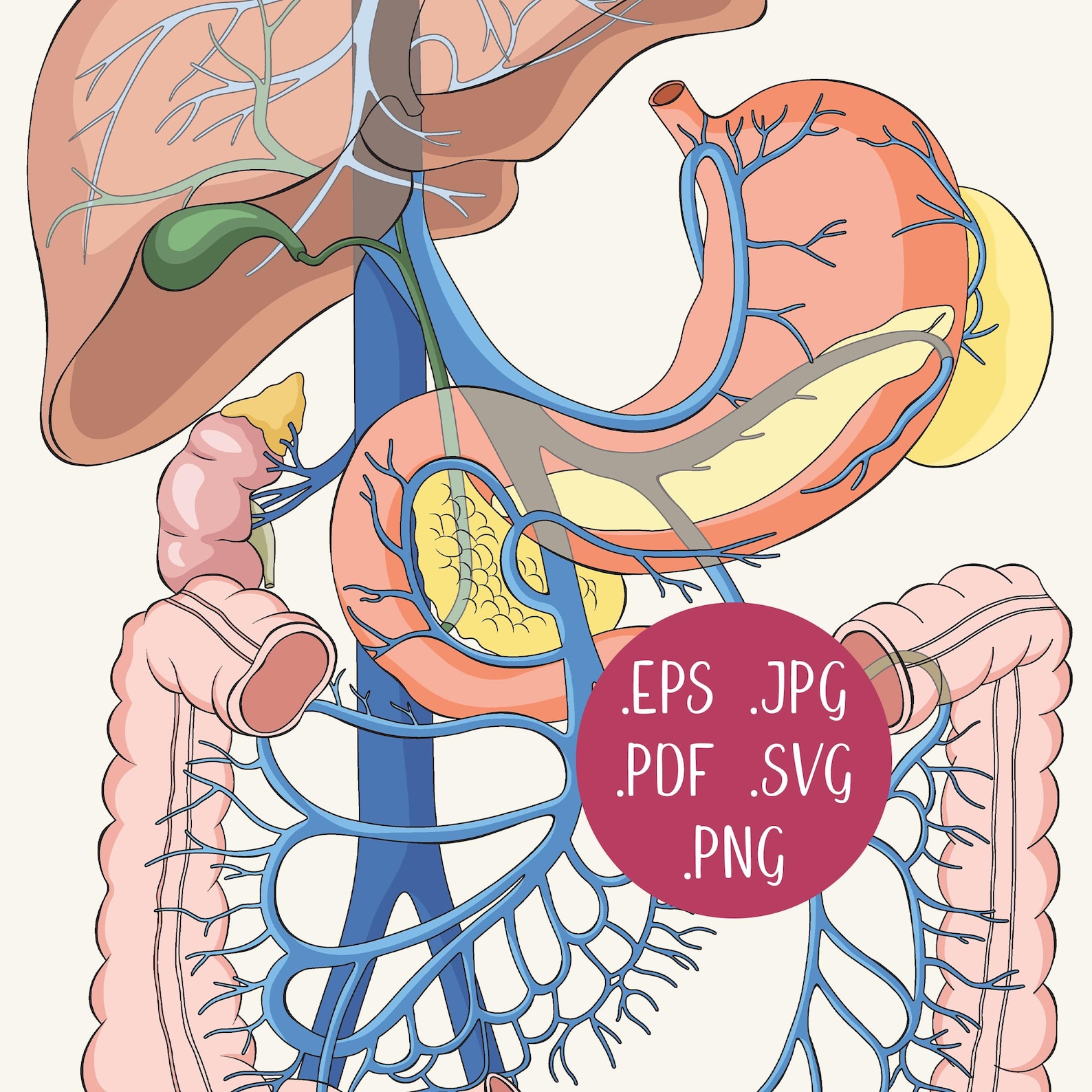 Major Abdominal Veins Anatomy Chart Set – Labeled, Unlabeled With ...