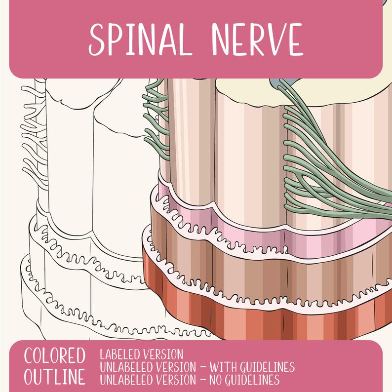 Spinal Nerve Anatomy Diagram – Dorsal and Ventral Roots, Rami ...