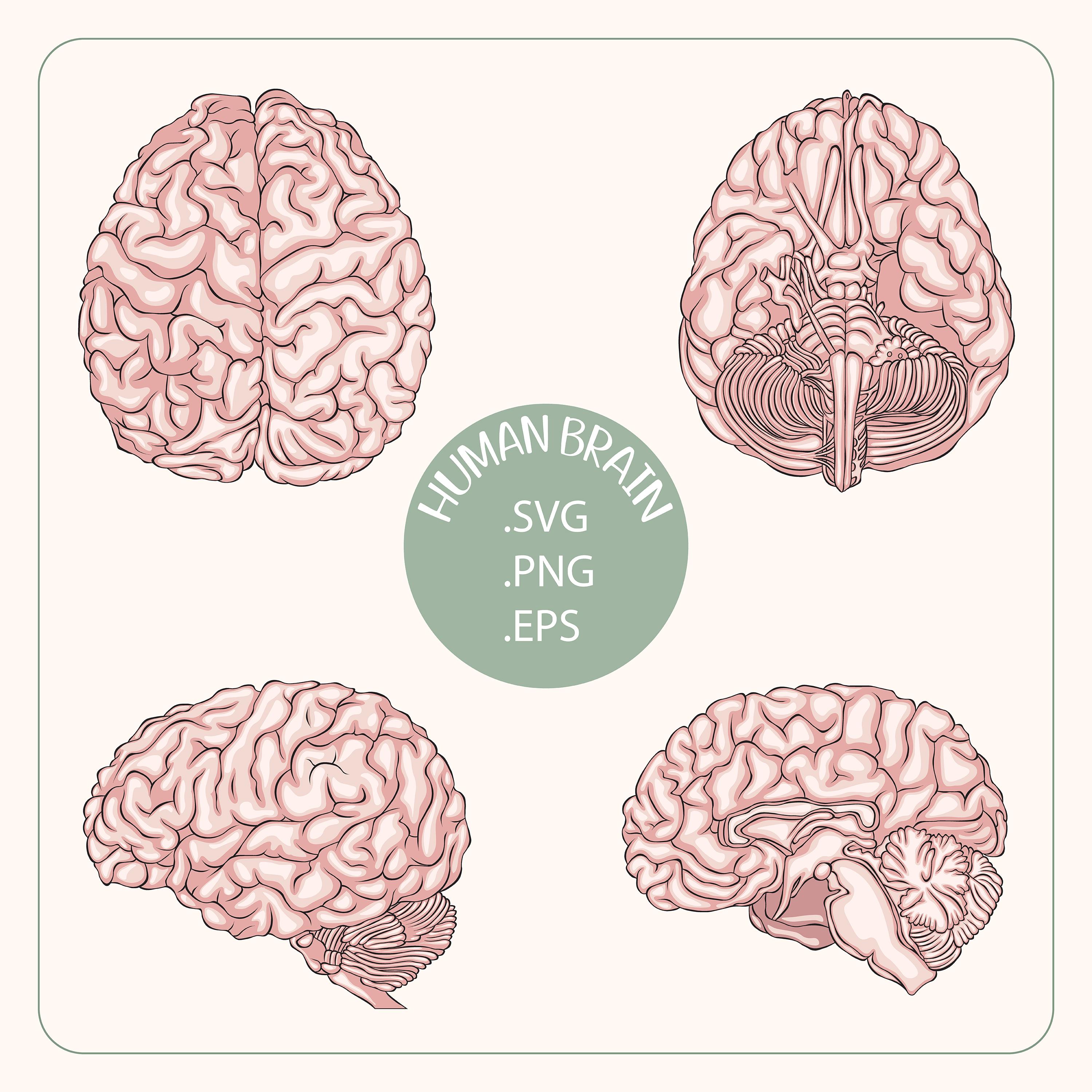 Printable Human Brain Anatomy .svg .png .eps - Etsy