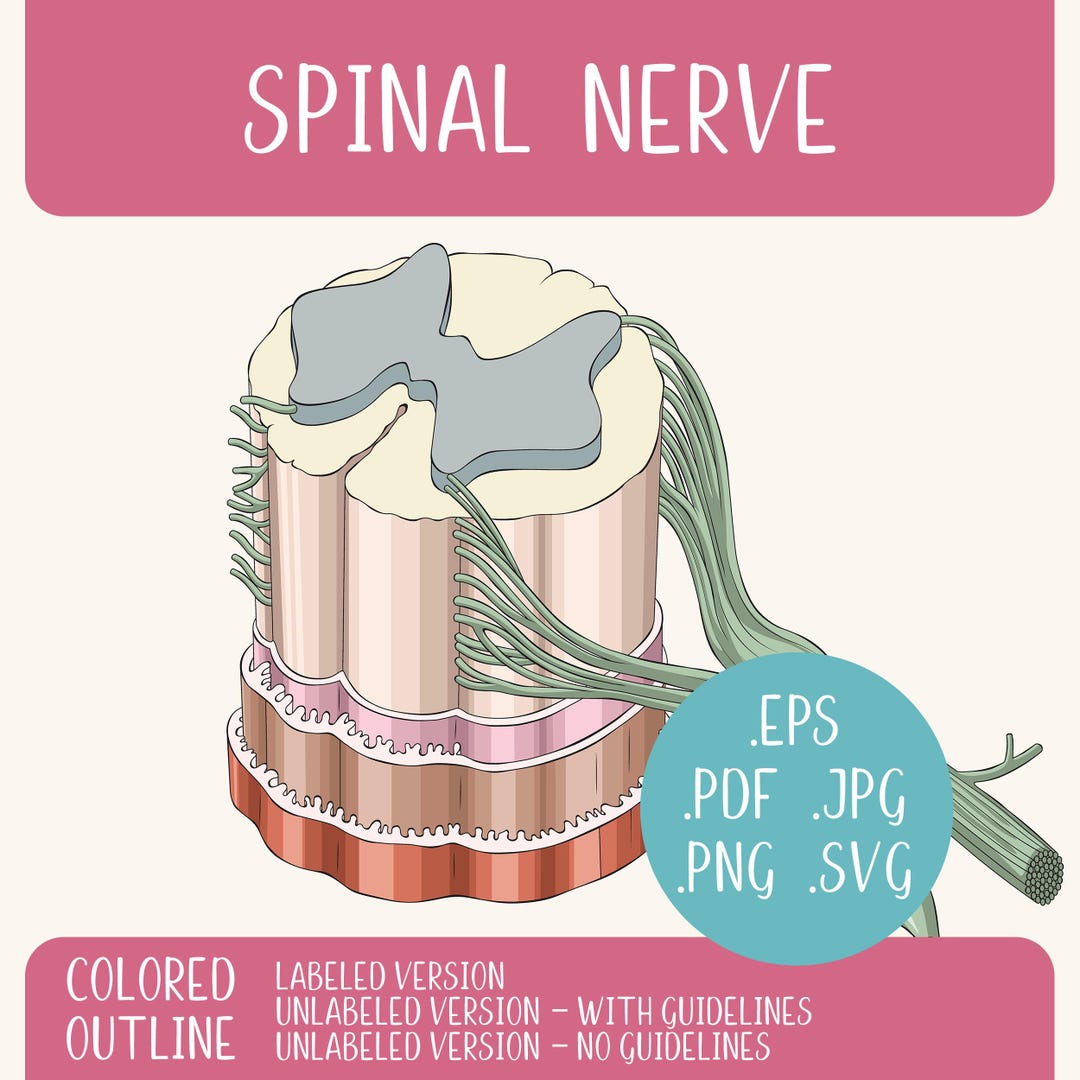 Spinal Nerve Anatomy Diagram – Dorsal and Ventral Roots, Rami ...