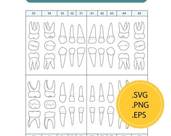 Primary Teeth Chart | Baby Teeth Diagram Outline | US & EU Dental ...