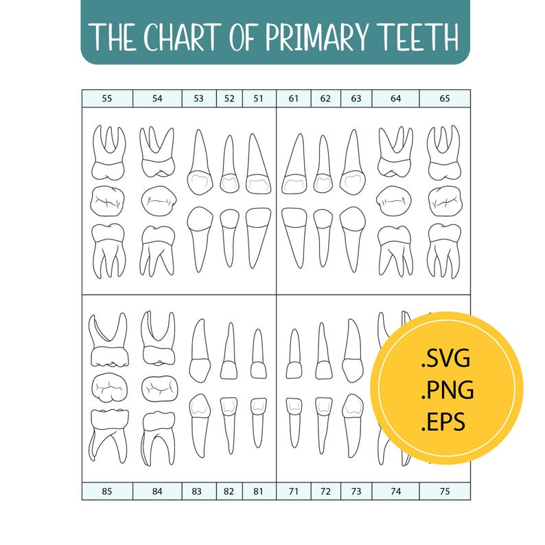 Primary Teeth Chart | Baby Teeth Diagram Outline | US & EU Dental Numbering System | Digital ...