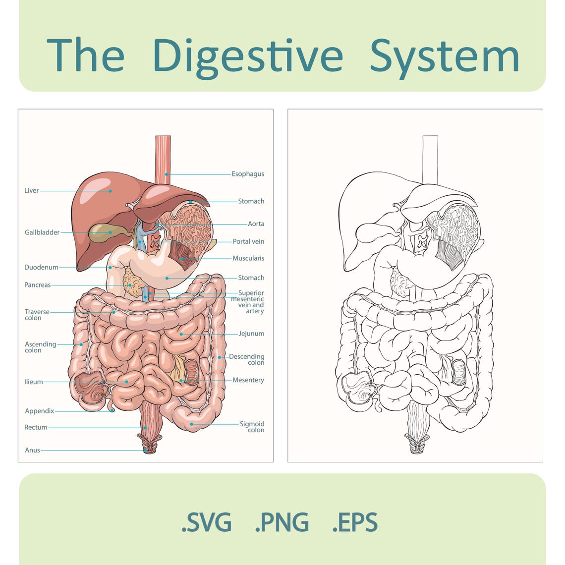Printable Digestive System Labelled Svg, Png, Eps Colored and Outlined ...