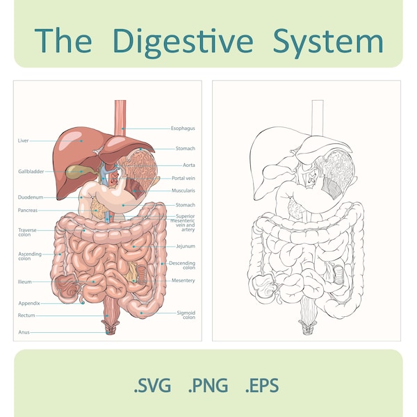 Digestive System - Etsy