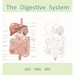 Printable Digestive System Labelled Svg, Png, Eps Colored and Outlined ...