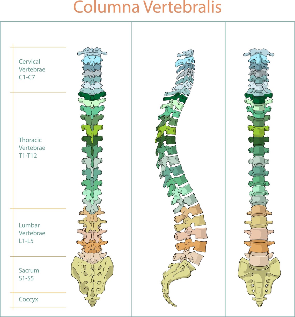 Printable Human Spine Labelled Svg, Png, Eps - Etsy Canada