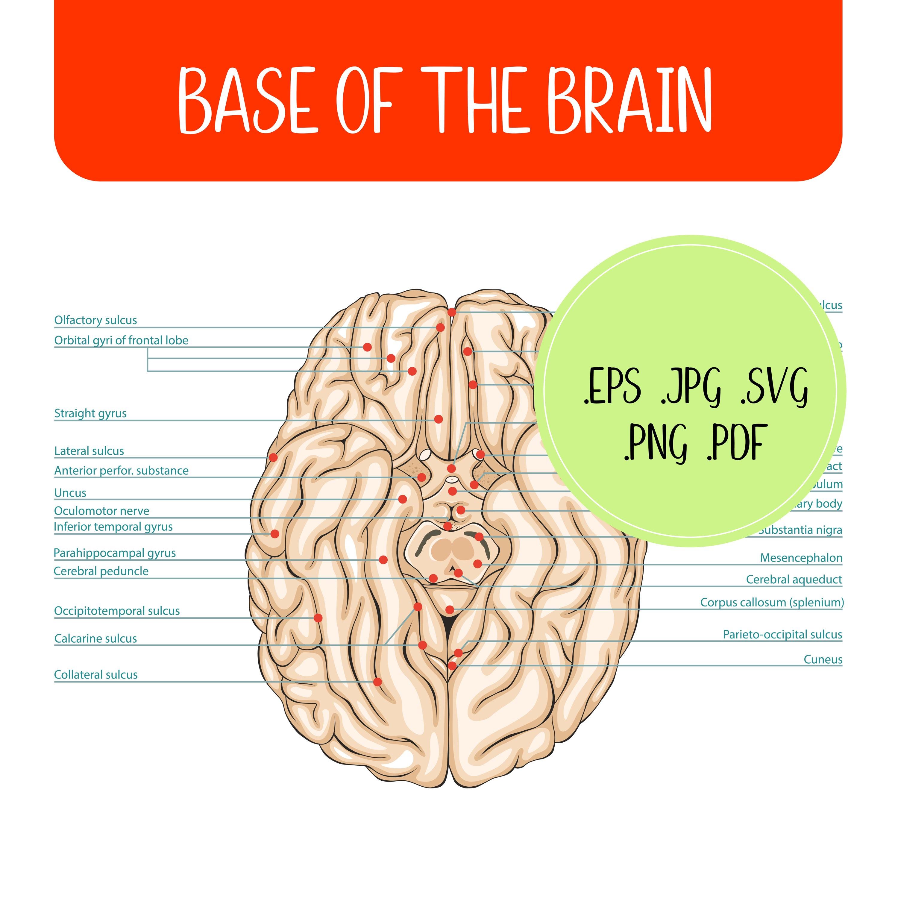 Hand Drawn Human Brain With Labels. Base of the Brain. Eps, Pdf, Svg ...