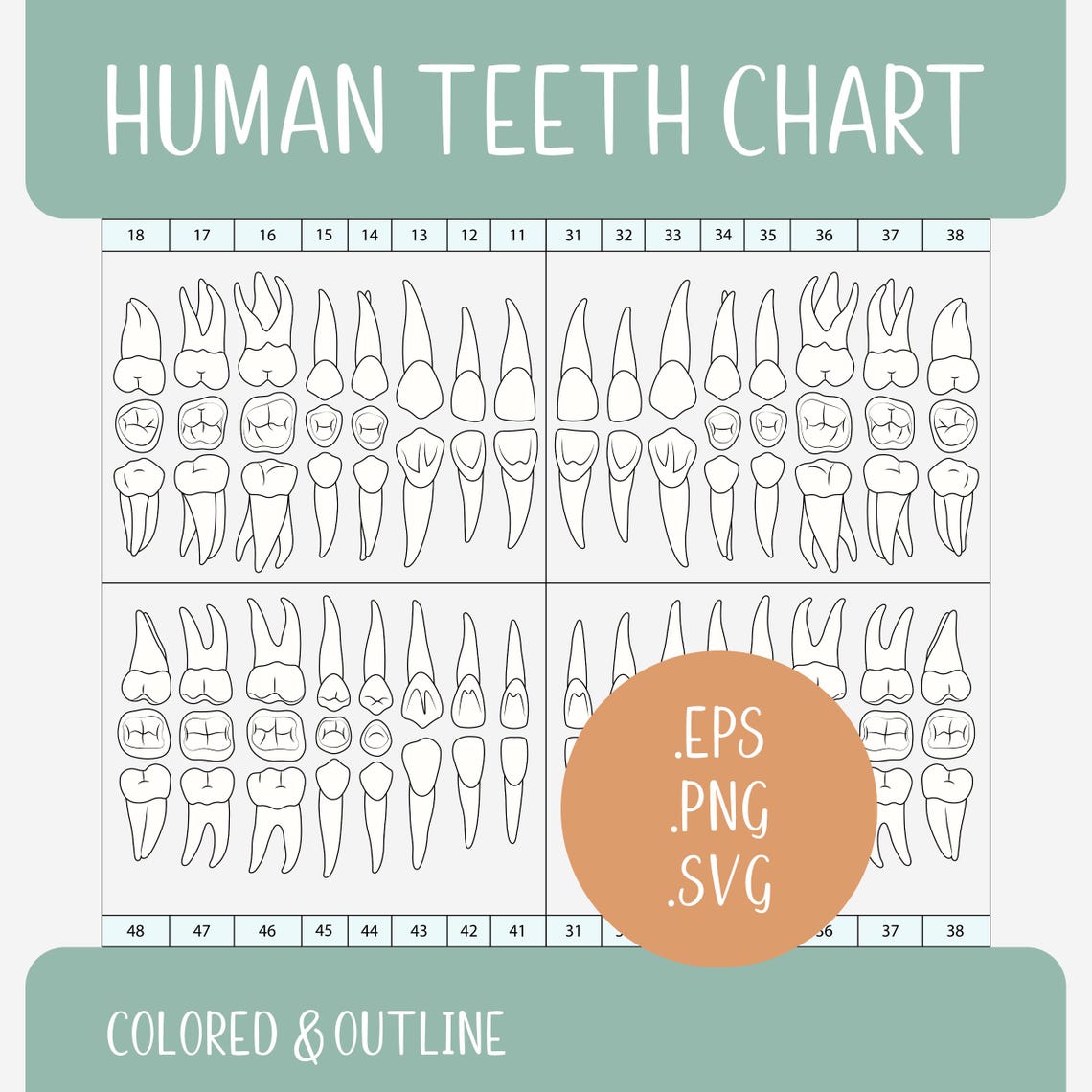 Human Teeth Chart, Colored and Outlined (SVG, PNG, EPS) - Etsy