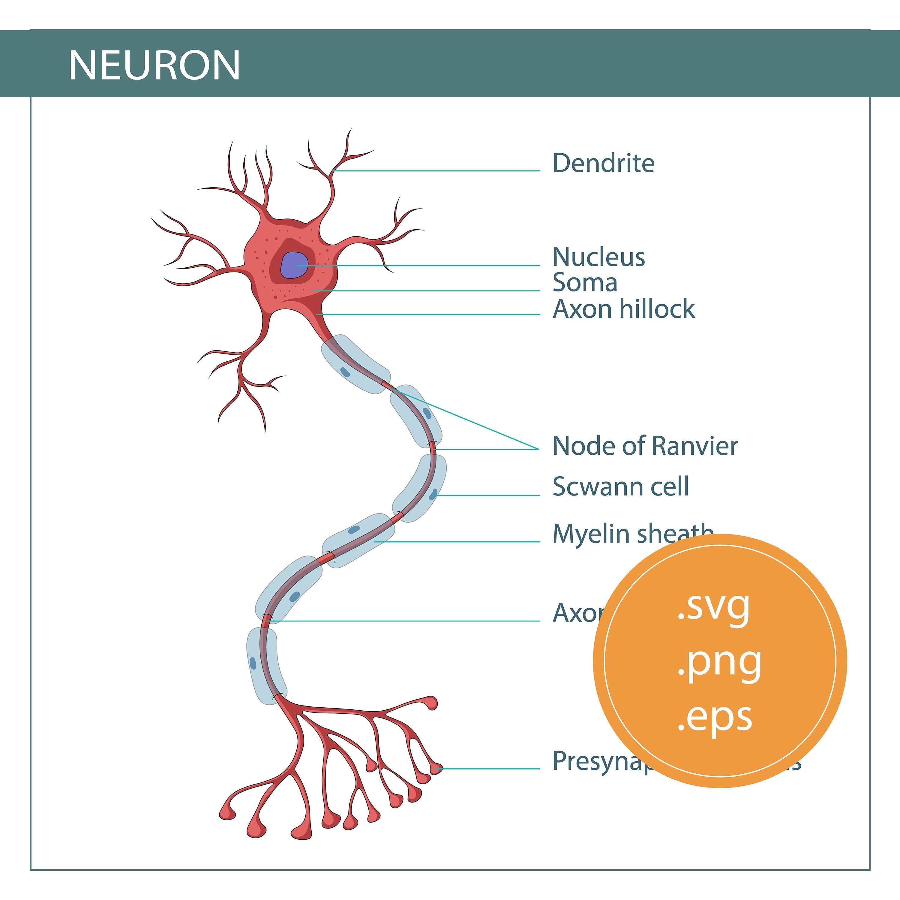 Printable Neuron .SVG Neuron Anatomy Clipart Anatomical Neuron, Medical ...