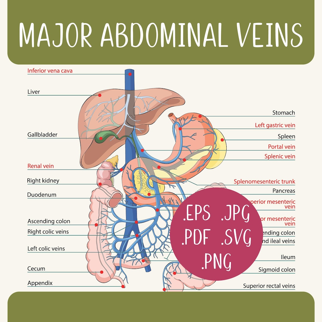 Major Abdominal Veins Anatomy Chart Set – Labeled, Unlabeled With ...
