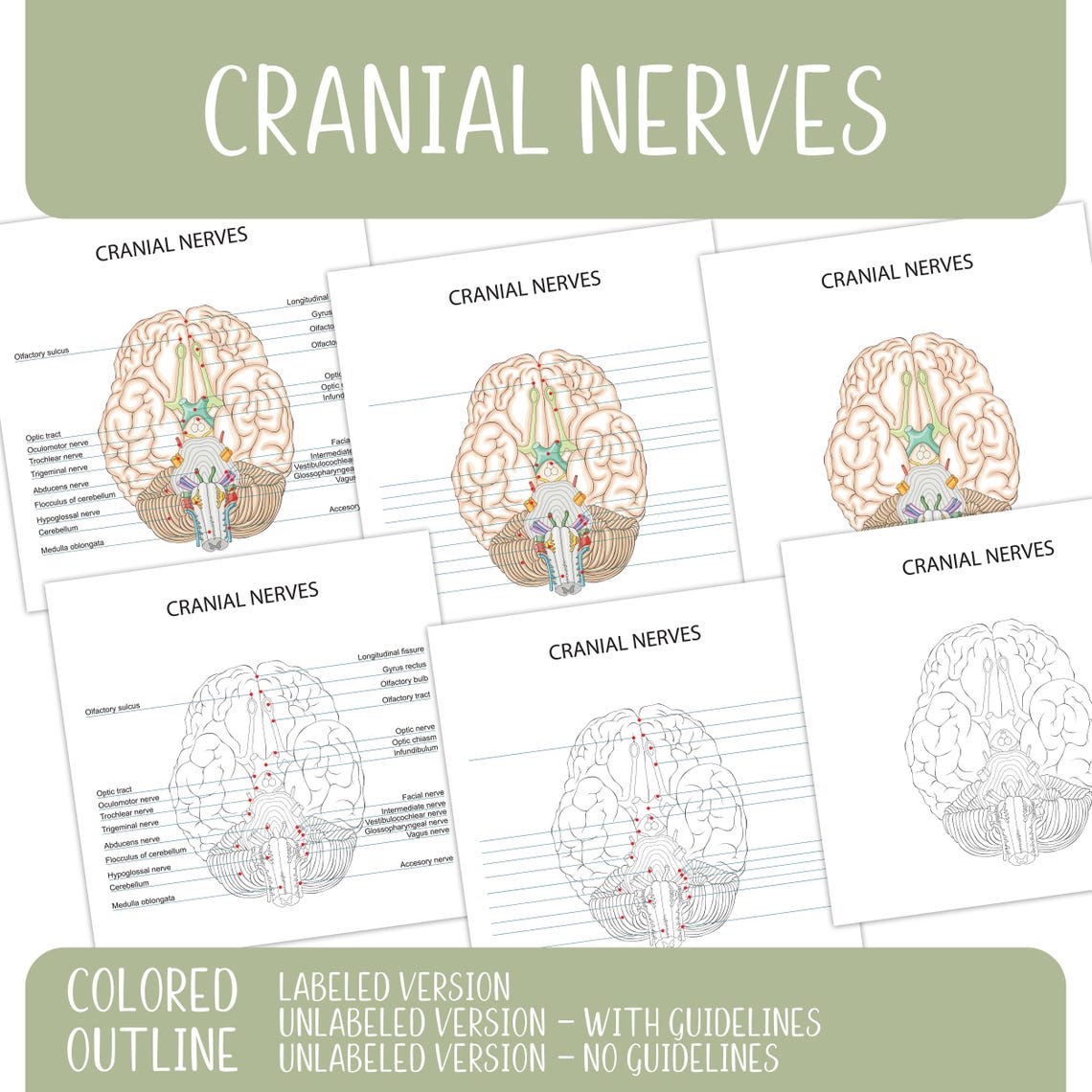 Cranial Nerves Anatomy Diagram, Labeled and Unlabeled Brain Chart ...
