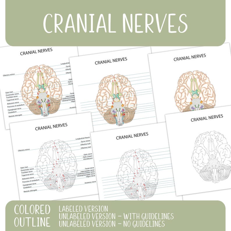 Cranial Nerves Anatomy Diagram, Labeled and Unlabeled Brain Chart ...