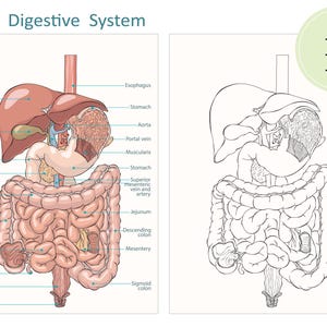 Printable Digestive System Labelled Svg, Png, Eps Colored and Outlined ...