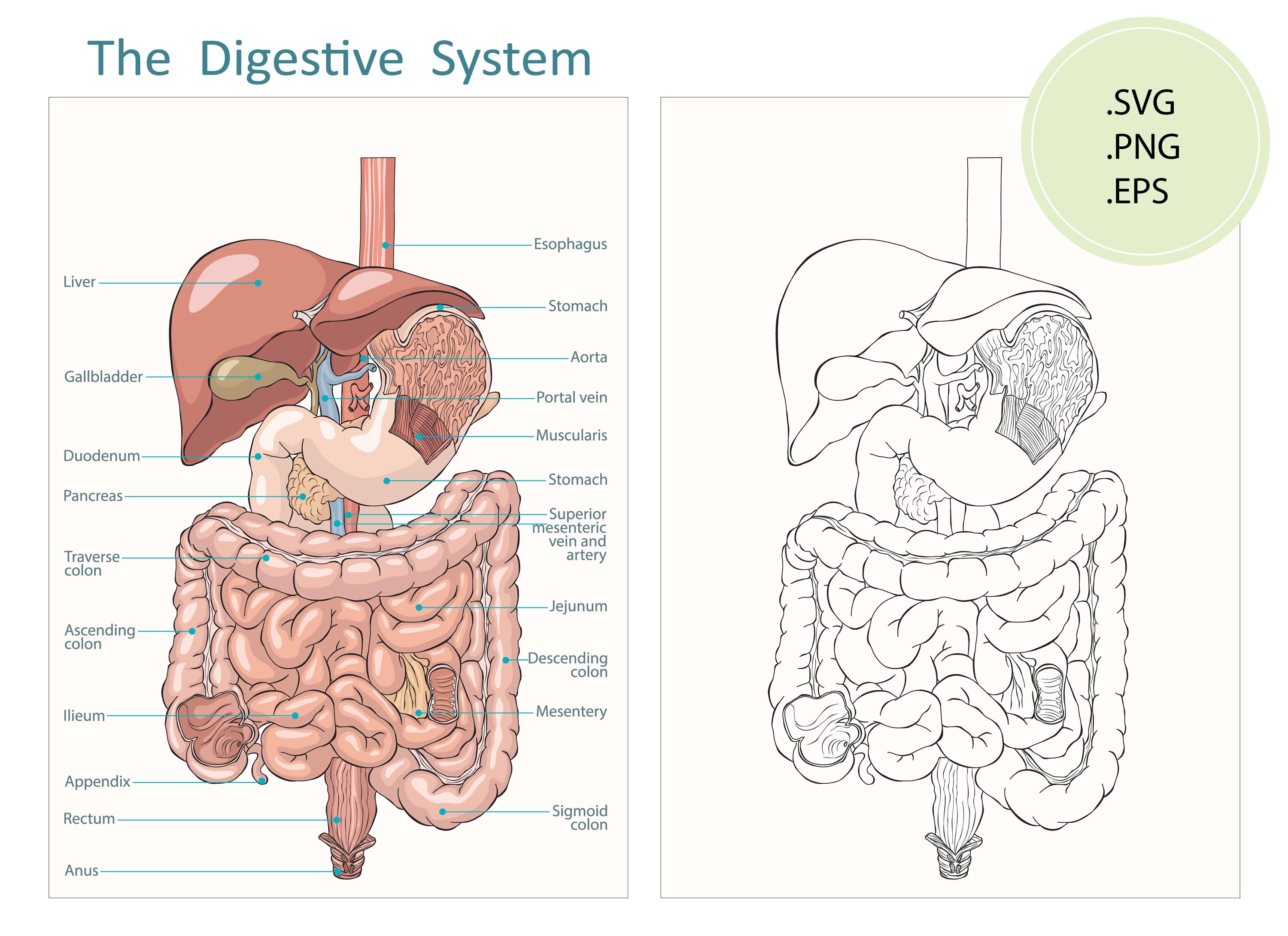 Printable Digestive System Labelled Svg, Png, Eps Colored and Outlined ...